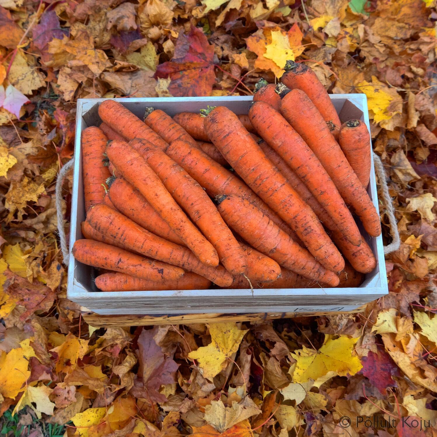 Porgand koju kätte - Põllult Koju