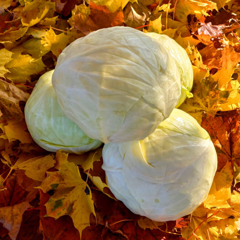 Kapsas kojuveoga - Põllult Koju