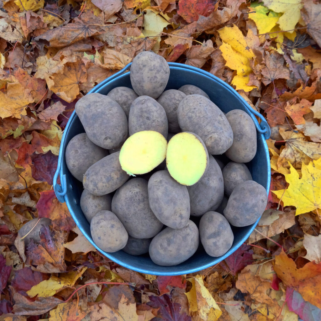 Kartul ‘Gala’ kojutoomisega - Põllult Koju