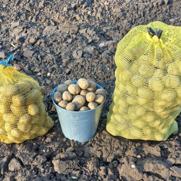 Kartuli müük - telli talutooted otse koju - Põllult Koju