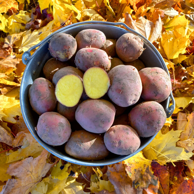 Kartul ‘Gala’ kojutoomisega - Põllult Koju