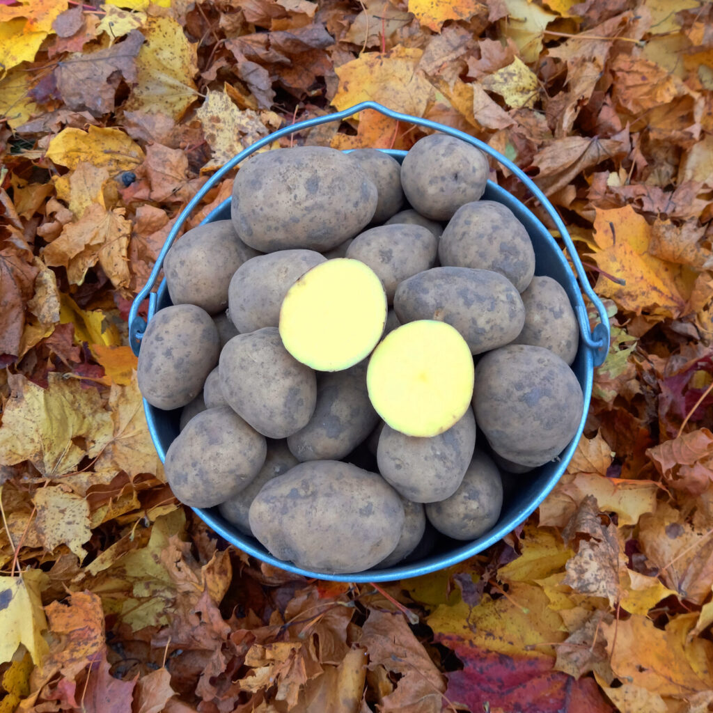 Kartuli müük - telli talutooted otse koju - Põllult Koju