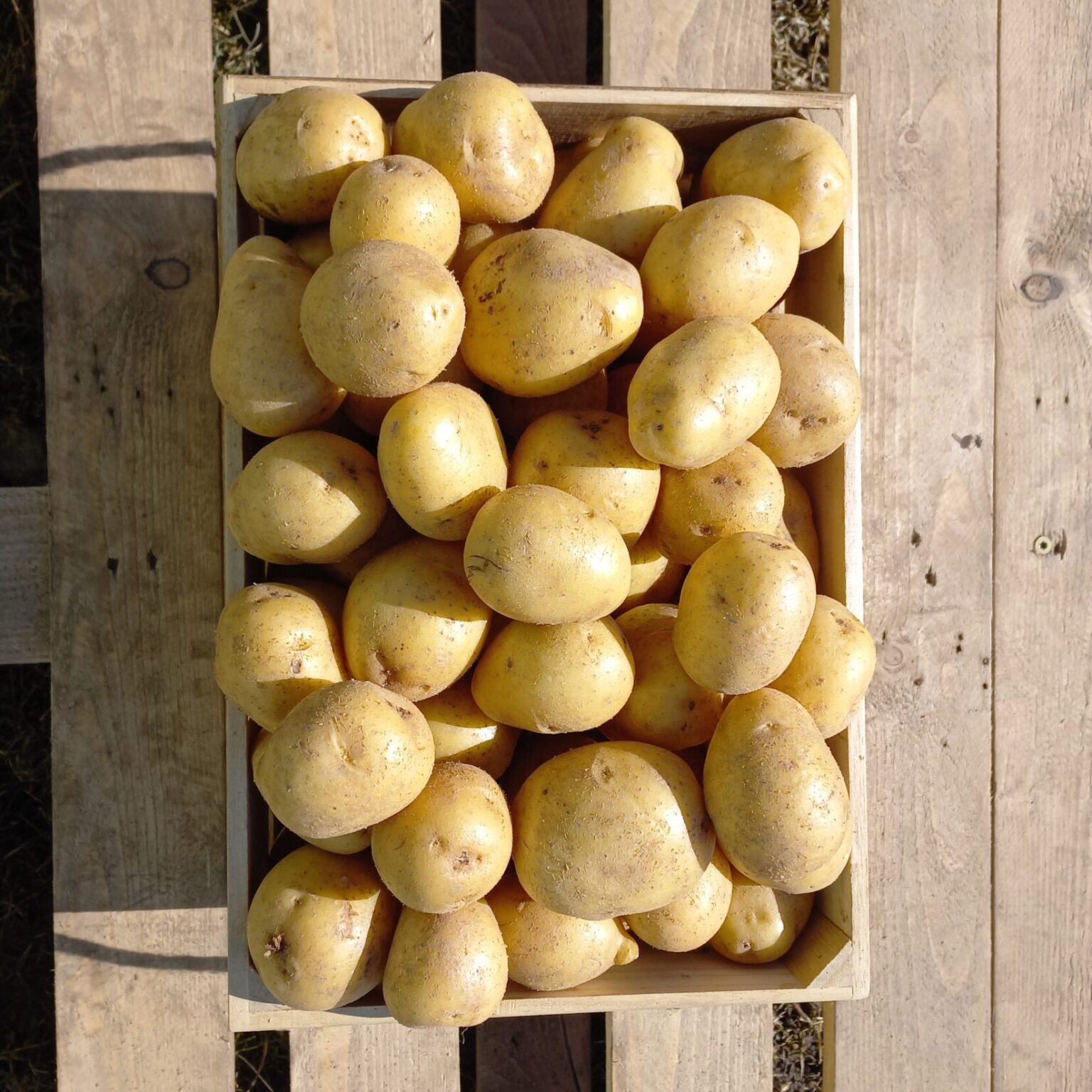 Kartuli müük - telli talutooted otse koju - Põllult Koju