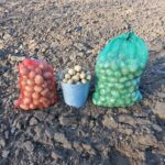 Seemnesuurusega kartul - Põllult Koju