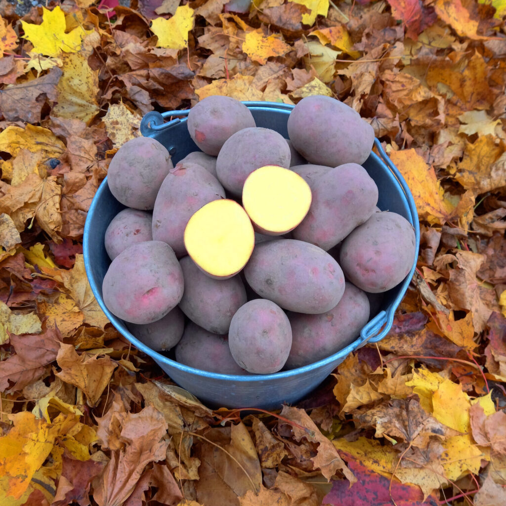 Kartul ‘Gala’ kojutoomisega - Põllult Koju