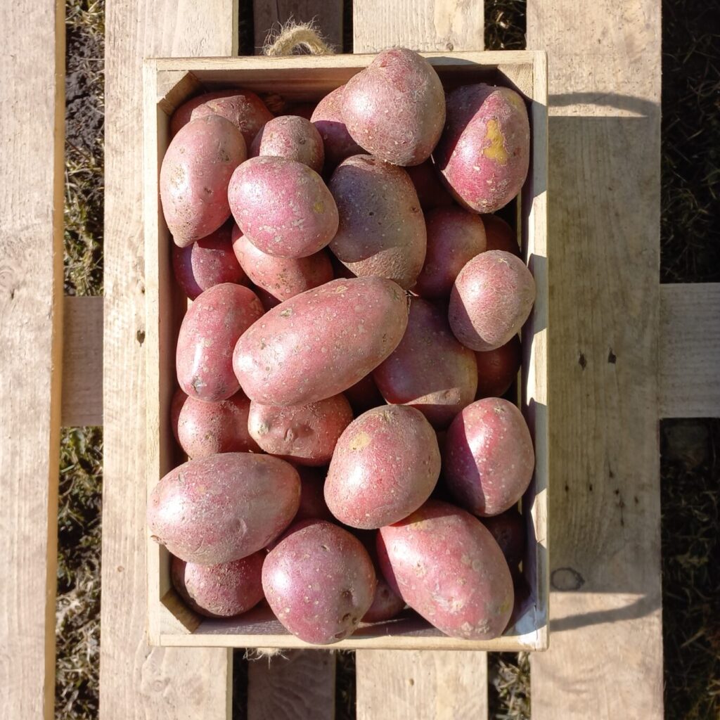 Kartuli müük - telli talutooted otse koju - Põllult Koju