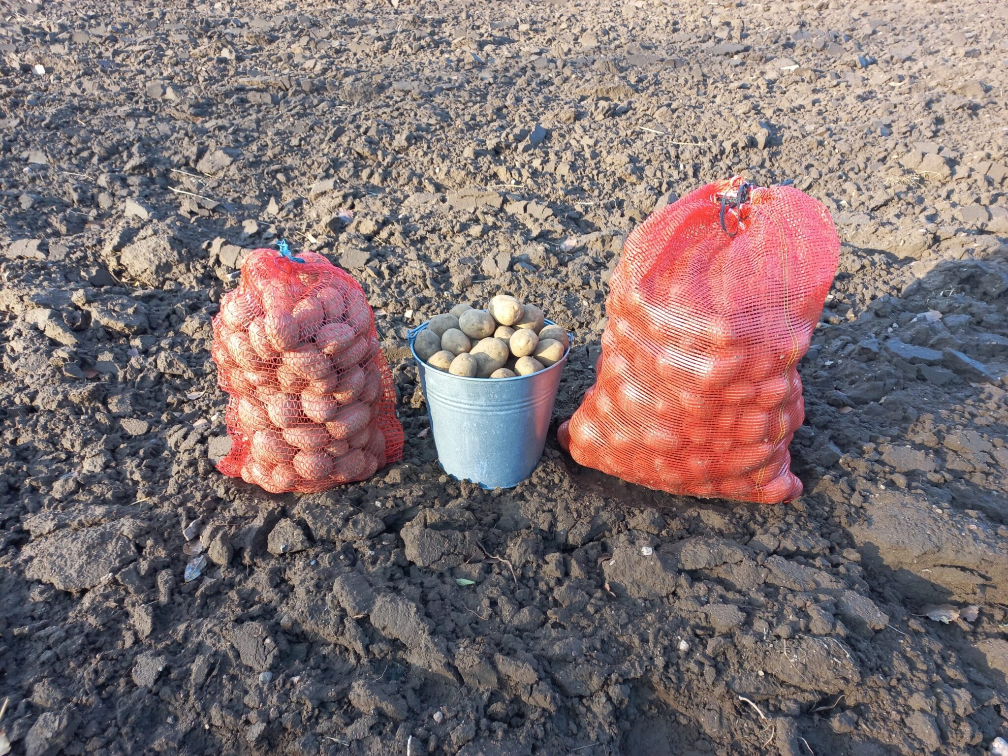 Kartul "Laura" kojutoomisega - Põllult Koju