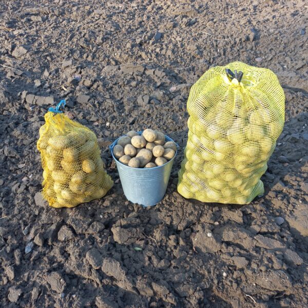 Seemnesuurusega kartul - Põllult Koju