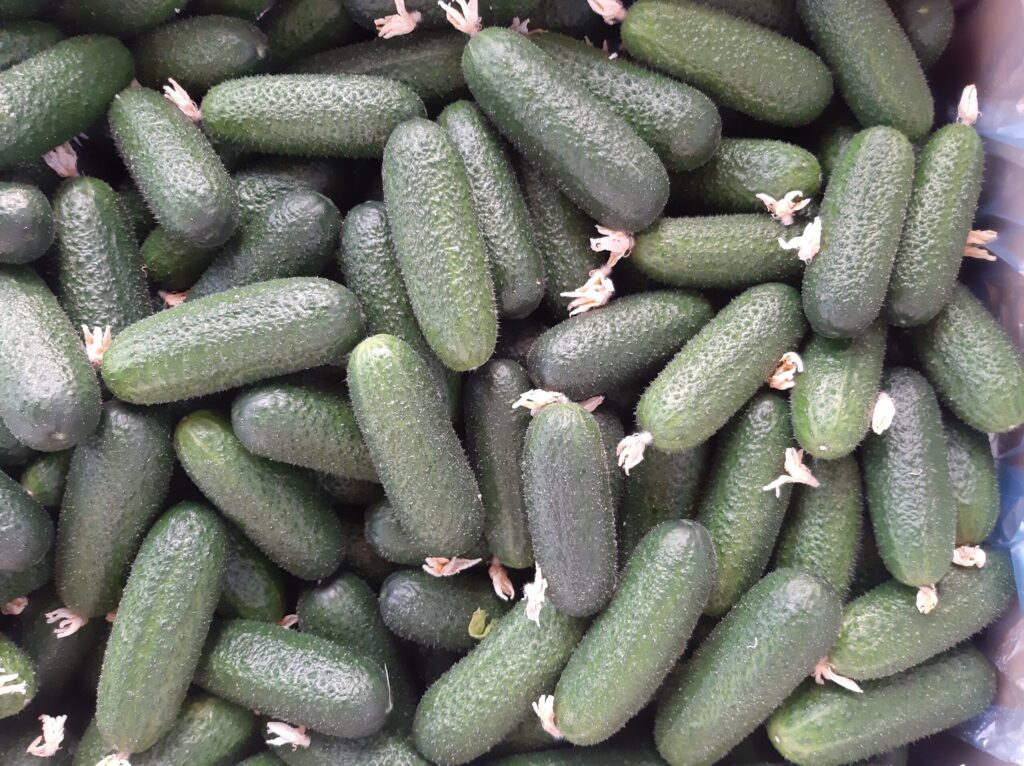 Värske lühike kurk ‘Alex’ - Põllult Koju