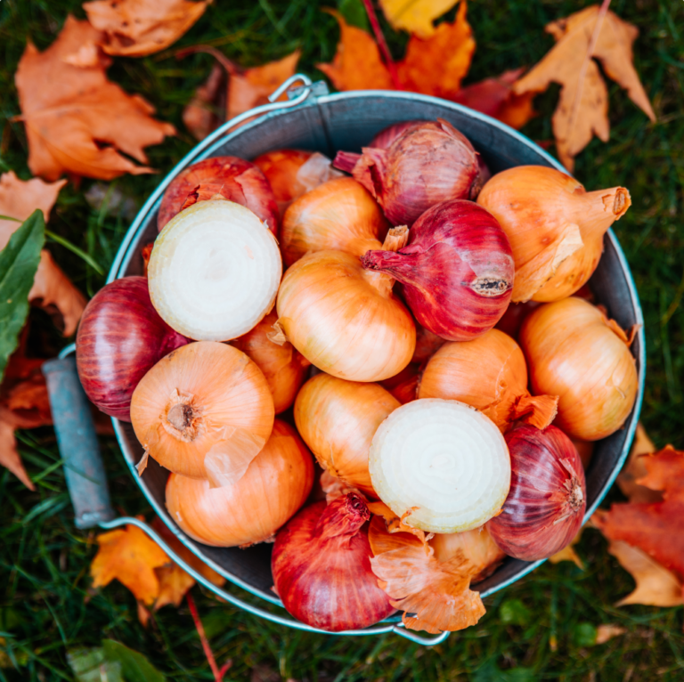 Sibul ‘Peipsiäärne’ koju kätte - Põllult Koju