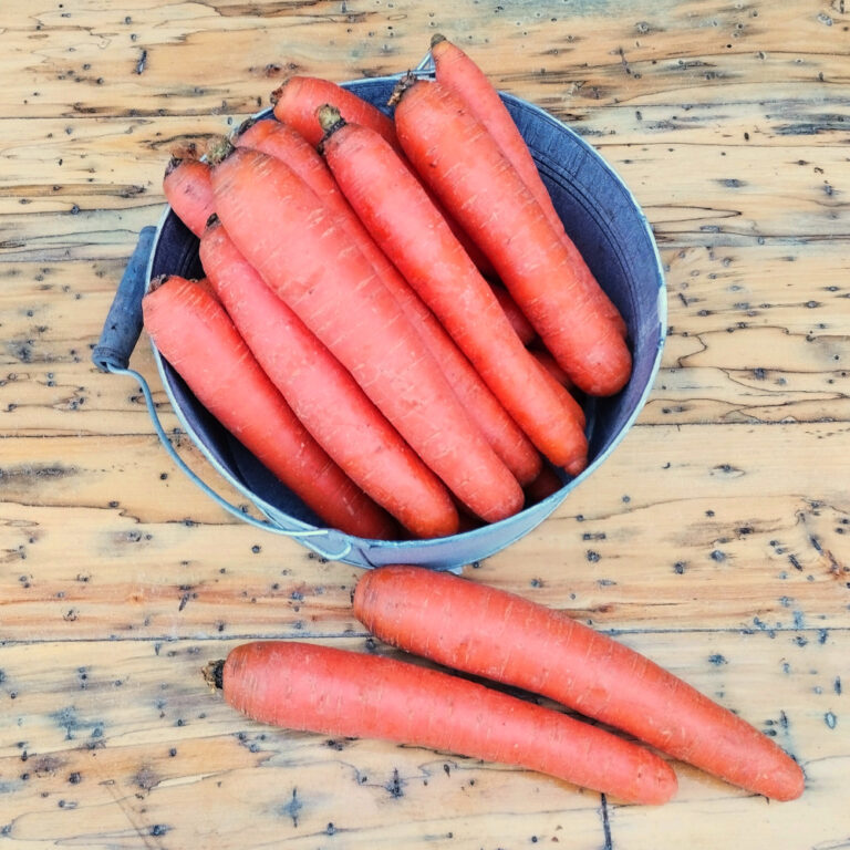 Pestud porgand ‘Newcastle’ - Talutooted Põllult Koju