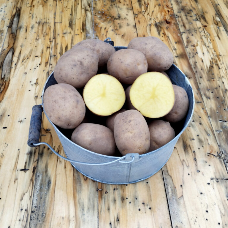 Kartul "Baltic Rose" - Põllult Koju