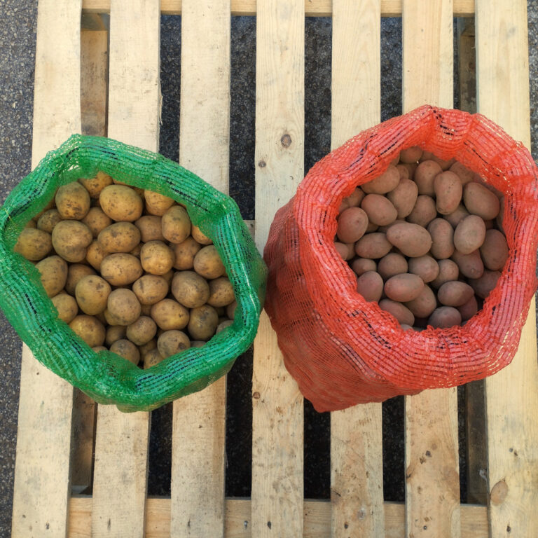 Kartul ‘Baltic Rose’ - Põllult Koju