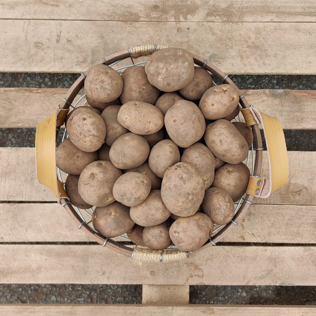 Kartul ‘Läti Kollane’ - Põllult Koju