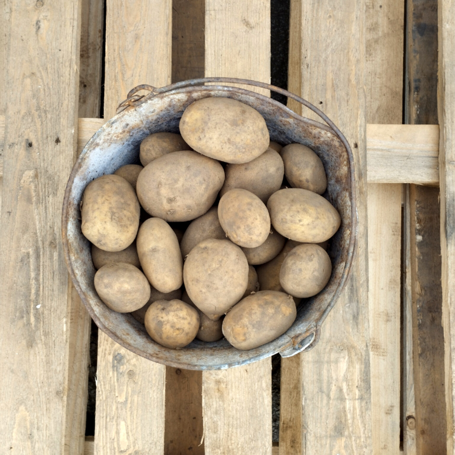 Kartuli müük - telli talutooted otse koju - Põllult Koju